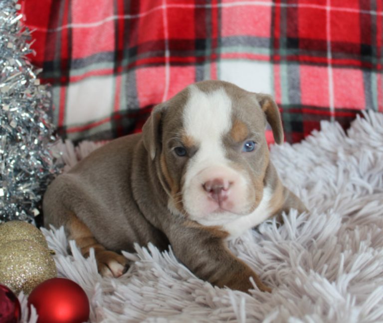 Best Rare Colored Beabull Puppies from Blue Diamonds Pups