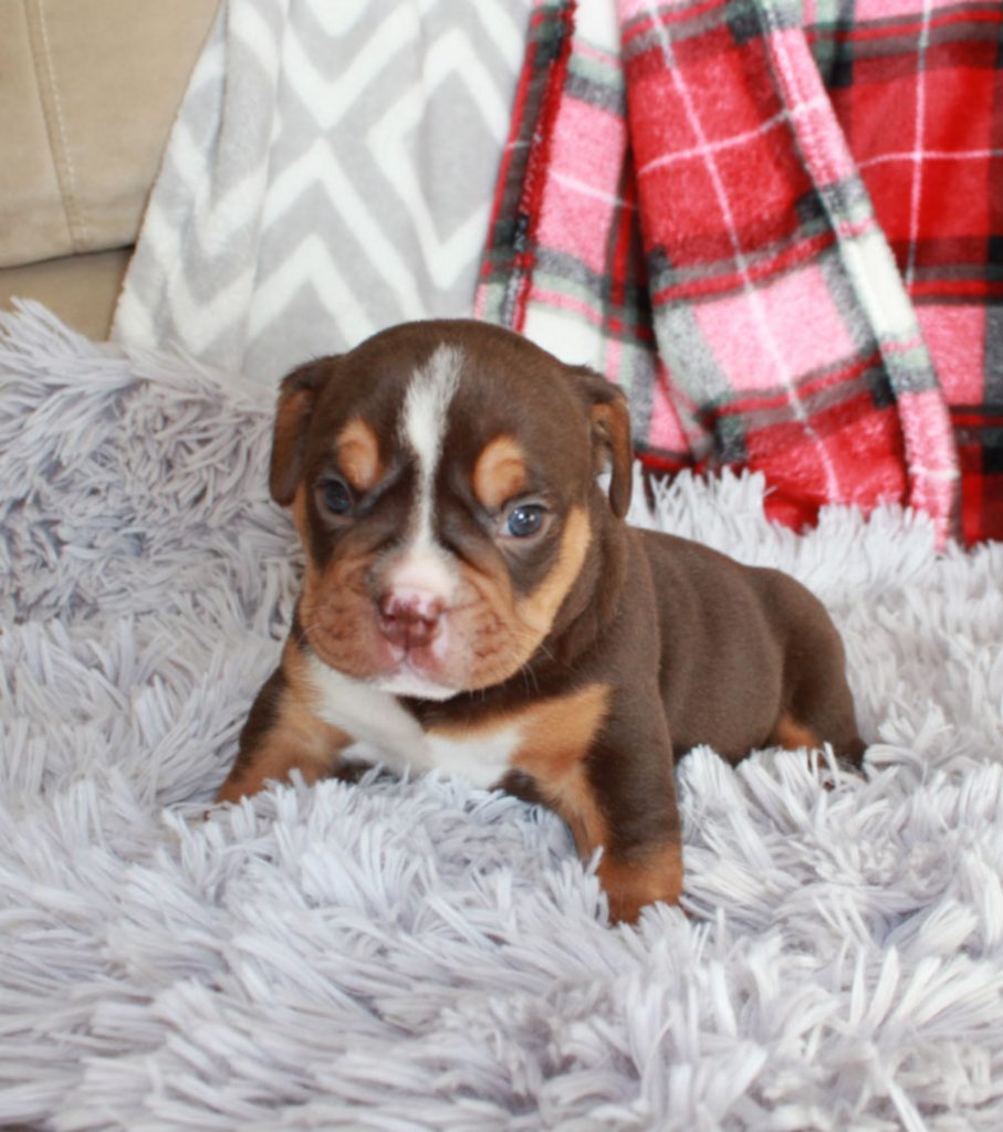 Best Rare Colored Beabull Puppies from Blue Diamonds Pups