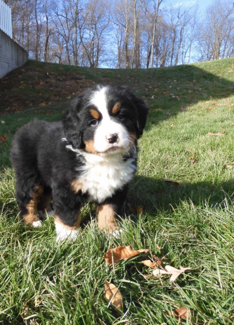 Designer Puppies for Sale - Blue Diamond Family Pups