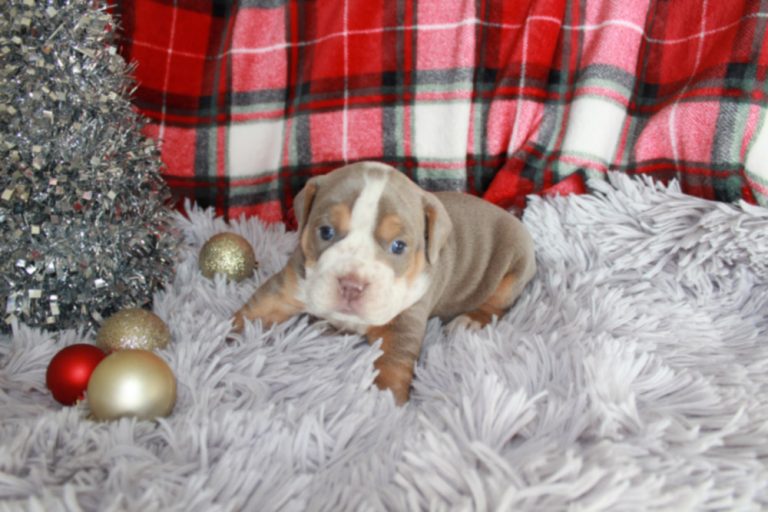 Best Rare Colored Beabull Puppies from Blue Diamonds Pups