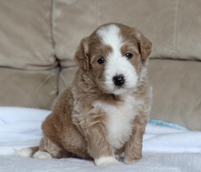 Best Boutique Designer Puppies for Sale | Blue Diamond