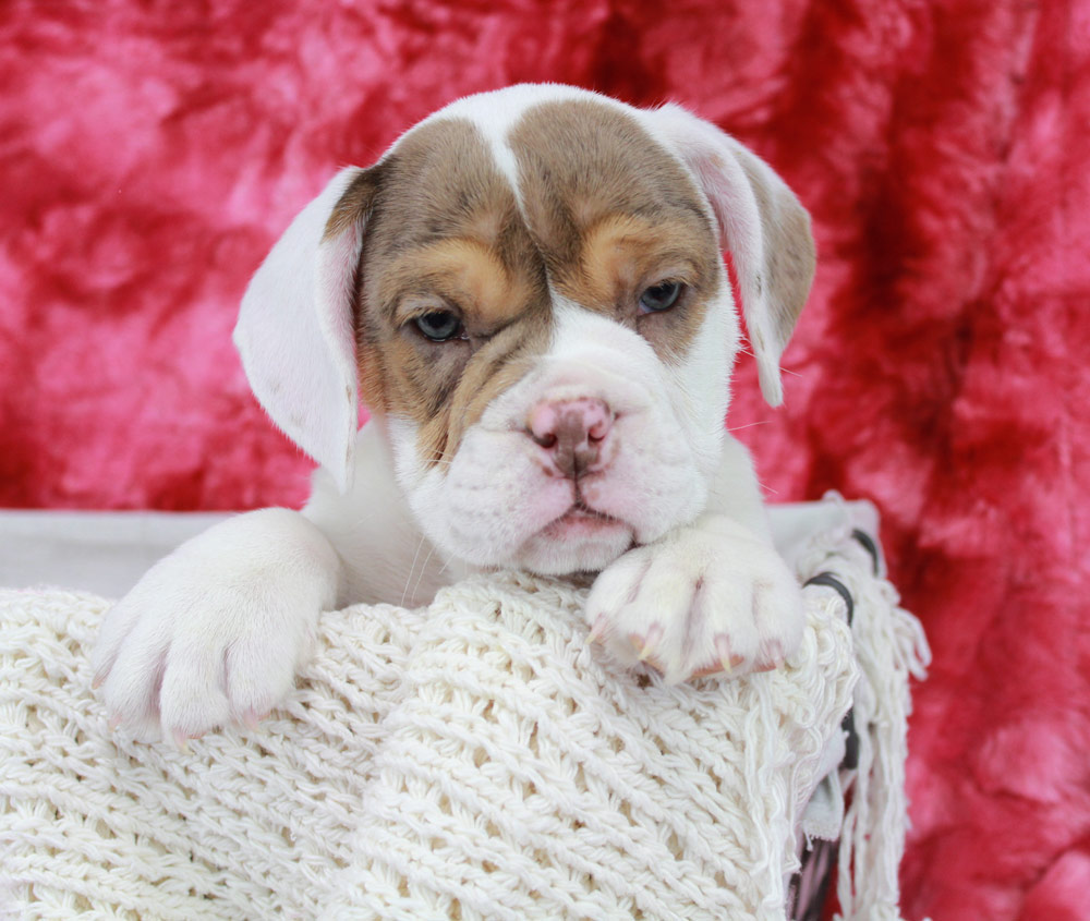 Best Rare Colored Beabull Puppies from Blue Diamonds Pups