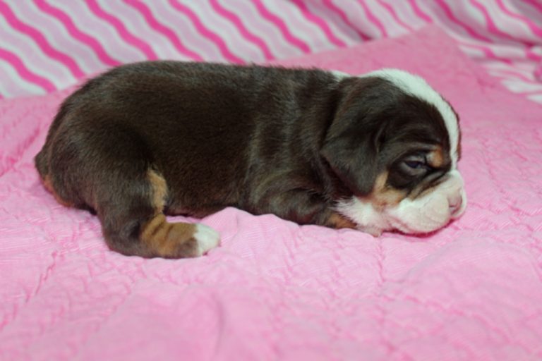 Best Rare Colored Beabull Puppies from Blue Diamonds Pups
