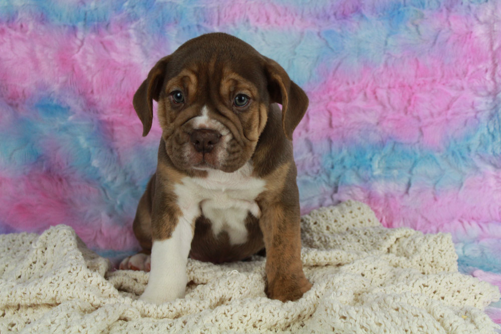 Best Rare Colored Beabull Puppies from Blue Diamonds Pups