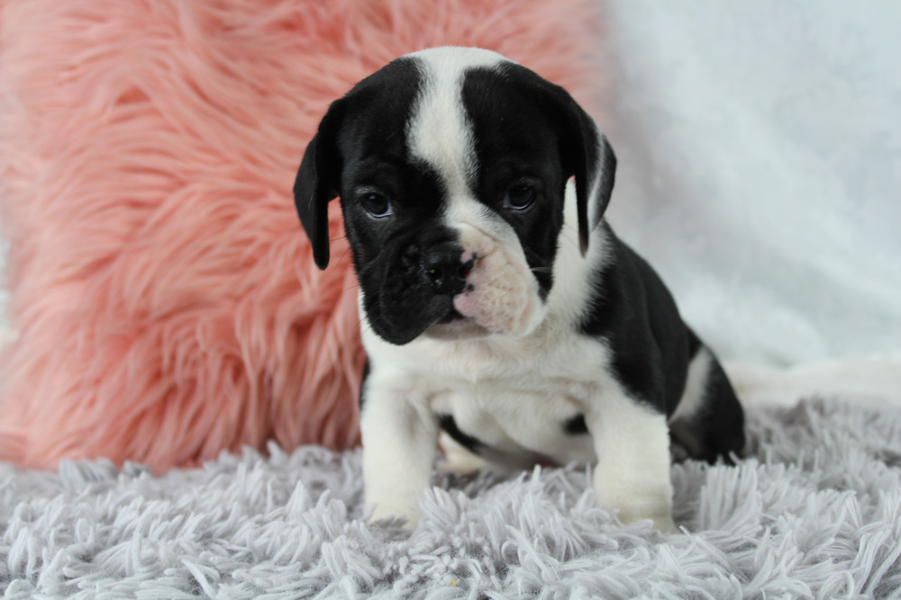 Best Rare Colored Beabull Puppies from Blue Diamonds Pups