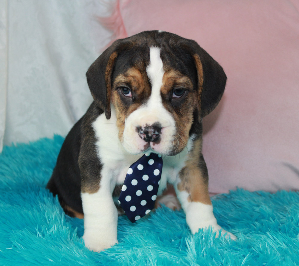 Best Rare Colored Beabull Puppies from Blue Diamonds Pups