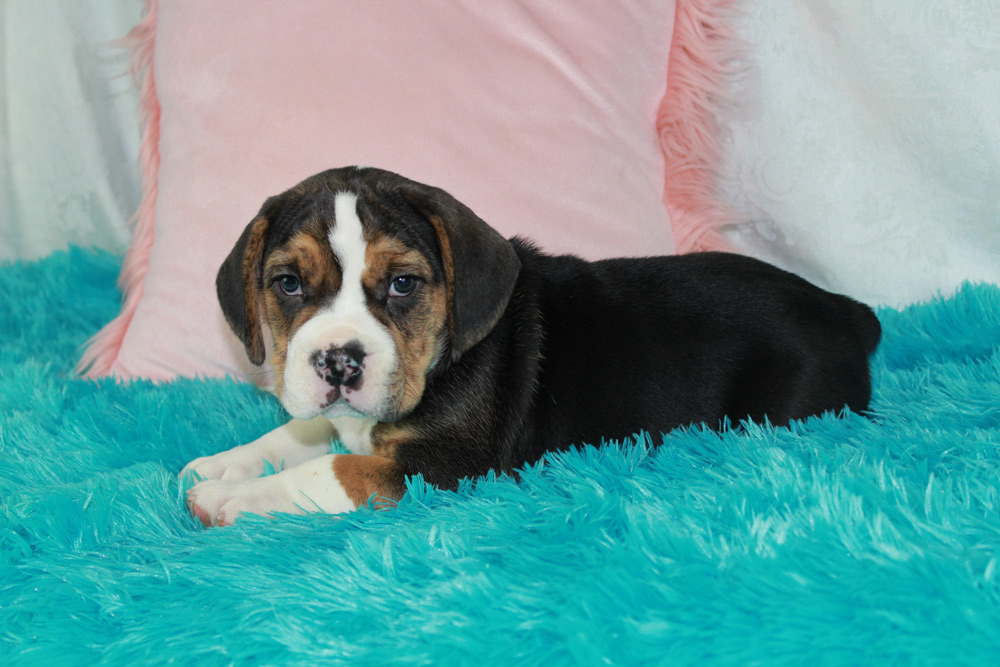 Clark - Blue Diamond Family Pups