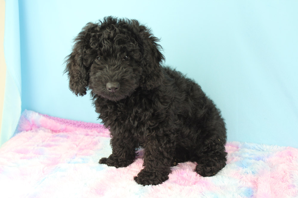 Best Mini Labradoodle Puppies For Sale! Blue Diamond Pups