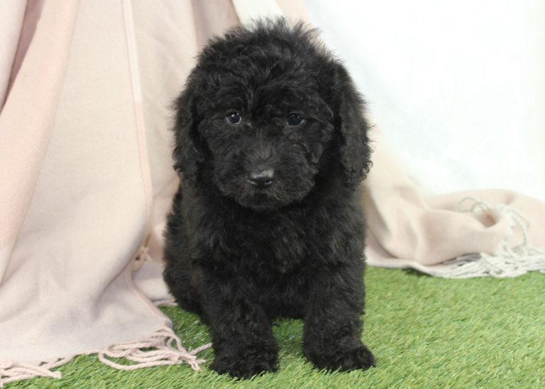 Best Mini Labradoodle Puppies For Sale! Blue Diamond Pups