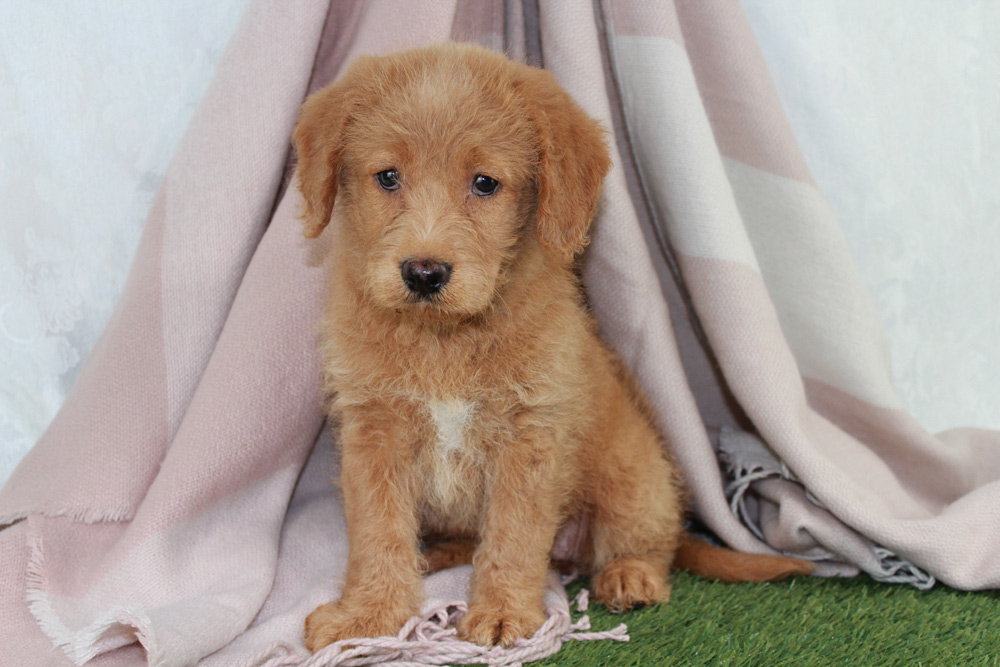 Best Mini Labradoodle Puppies For Sale! Blue Diamond Pups