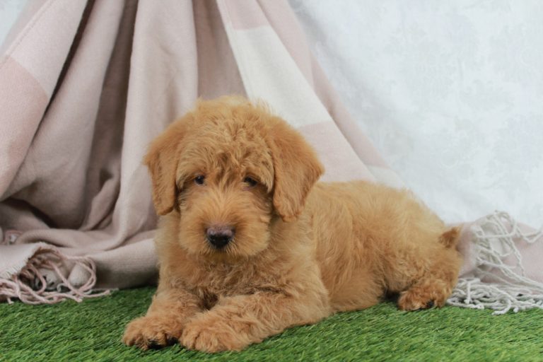 Best Mini Labradoodle Puppies For Sale! Blue Diamond Pups
