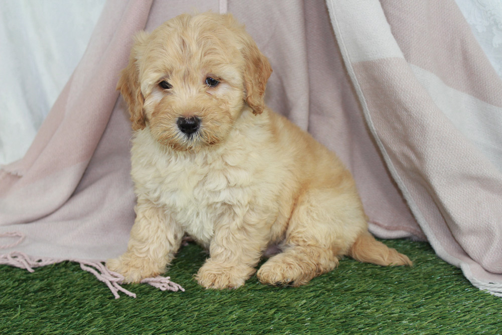 Best Mini Labradoodle Puppies For Sale! Blue Diamond Pups