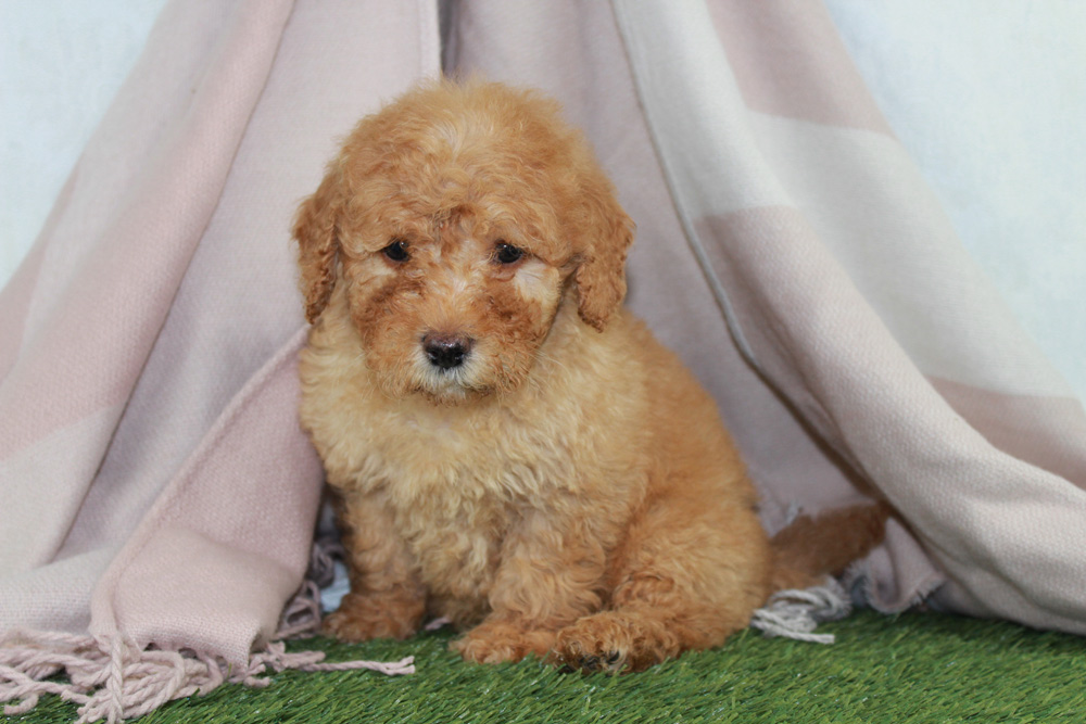 Best Mini Labradoodle Puppies For Sale! Blue Diamond Pups