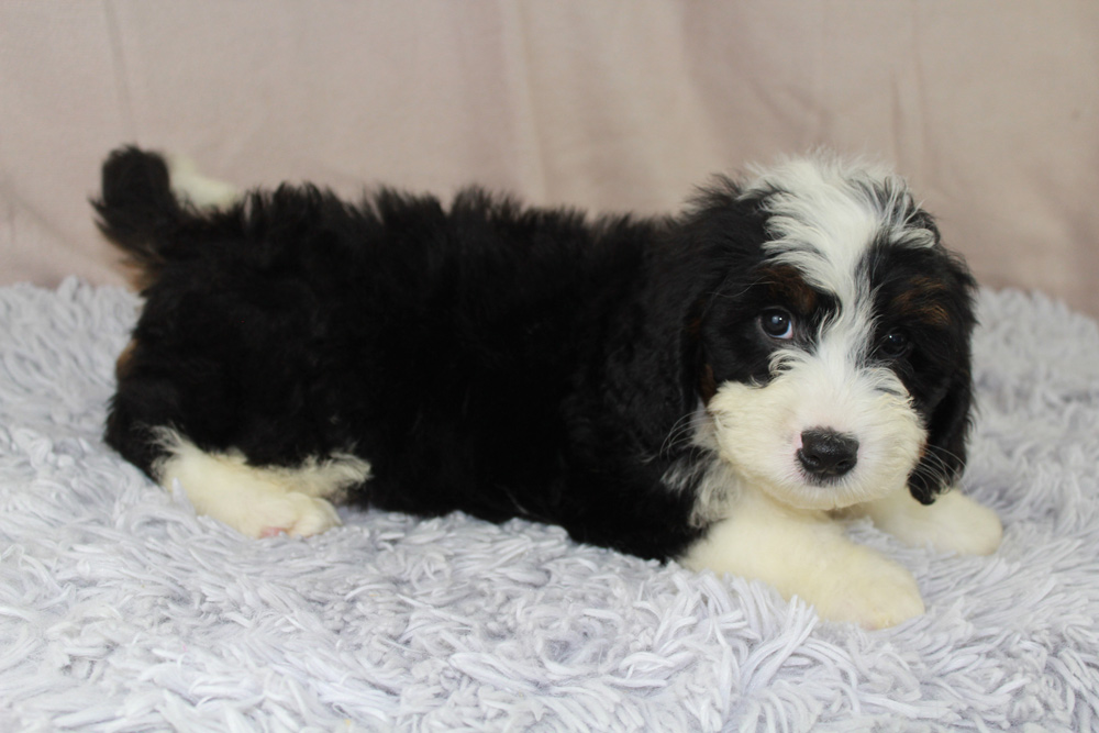 Shay - Blue Diamond Family Pups