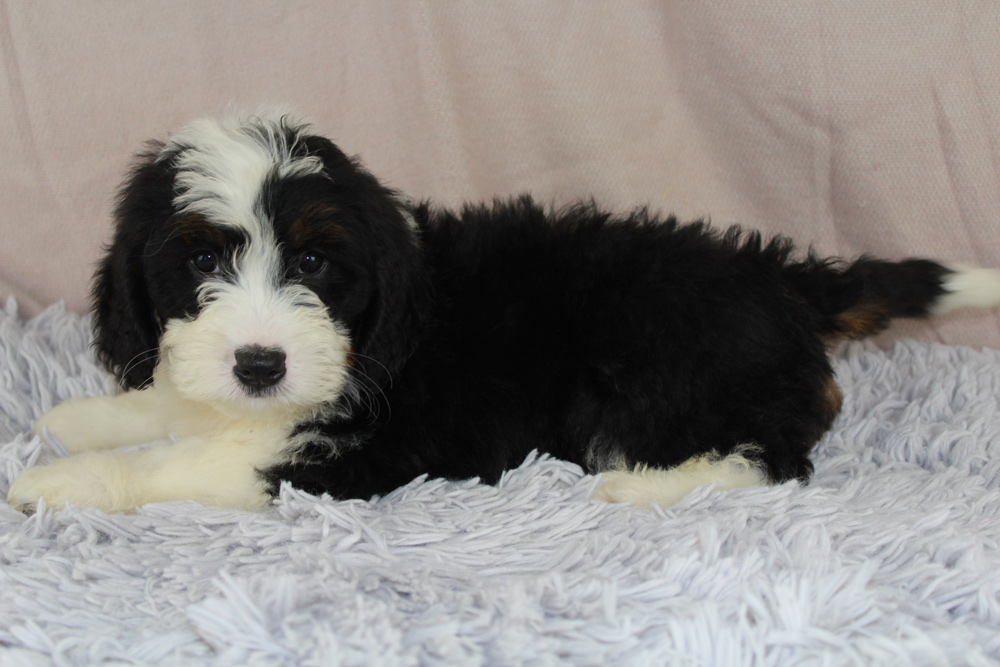 Shay - Blue Diamond Family Pups