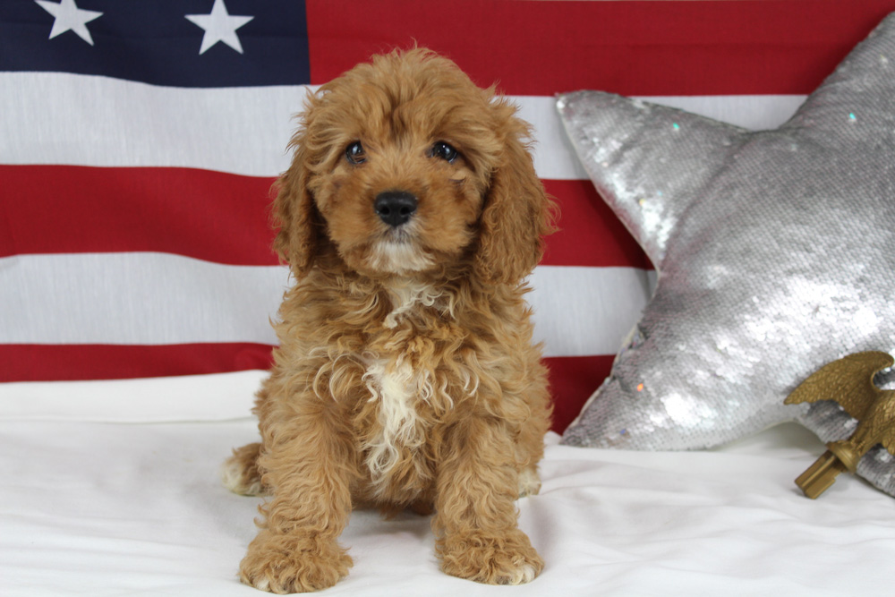 Clover - Blue Diamond Family Pups