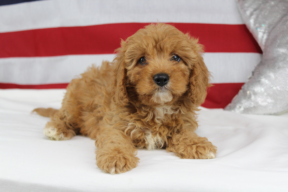Clover - Blue Diamond Family Pups