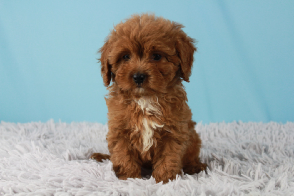 Best Designer Cavapoo Puppies for Sale | Blue Diamond Pups