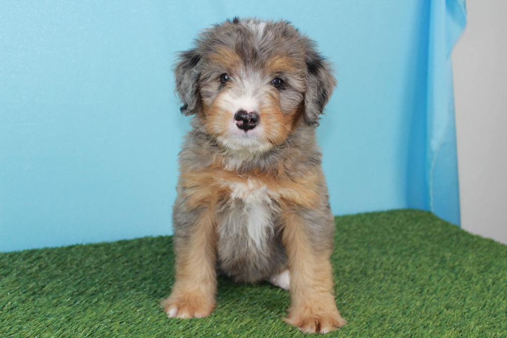 Best Designer Mini Bernedoodles for sale! Blue Diamond Pups!
