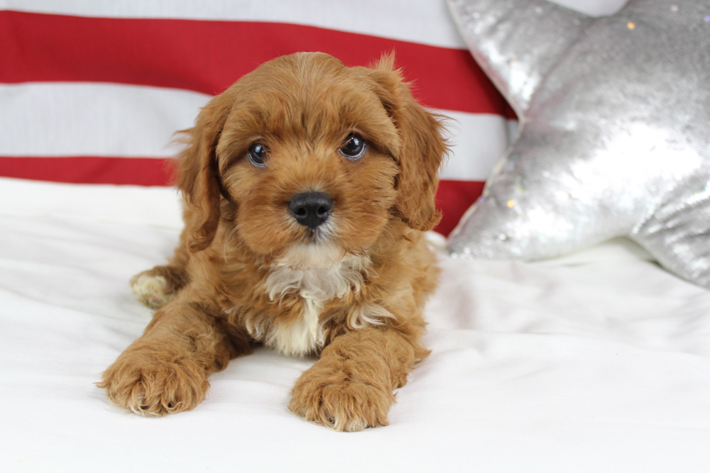 Best Designer Cavapoo Puppies for Sale | Blue Diamond Pups
