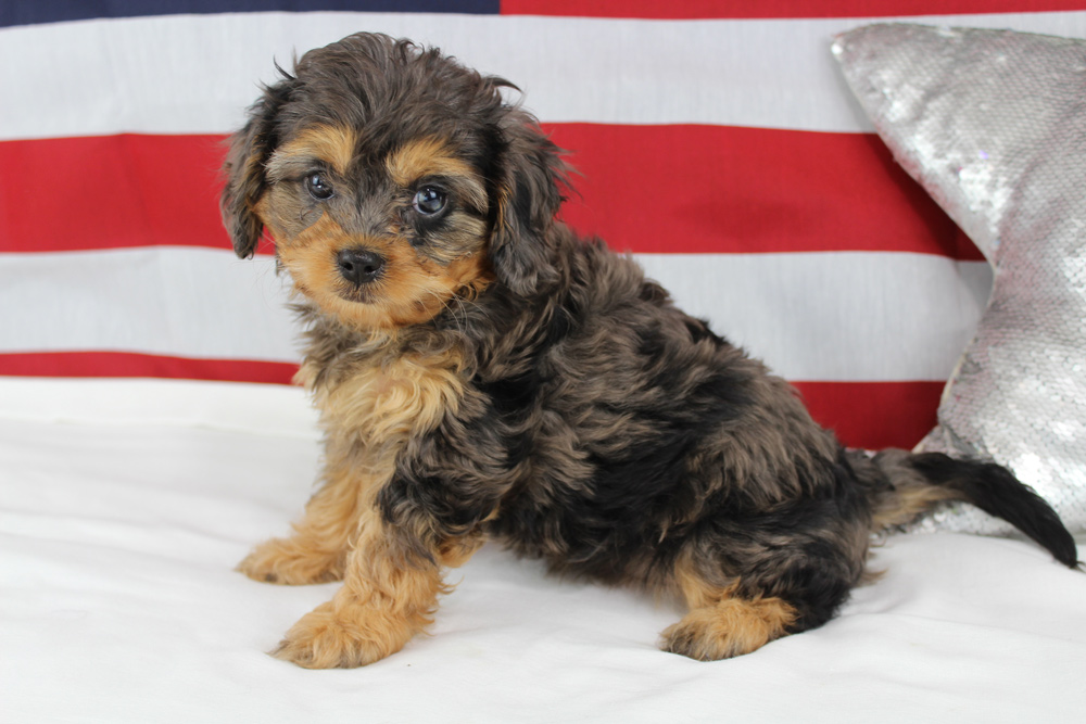 Sienna - Blue Diamond Family Pups