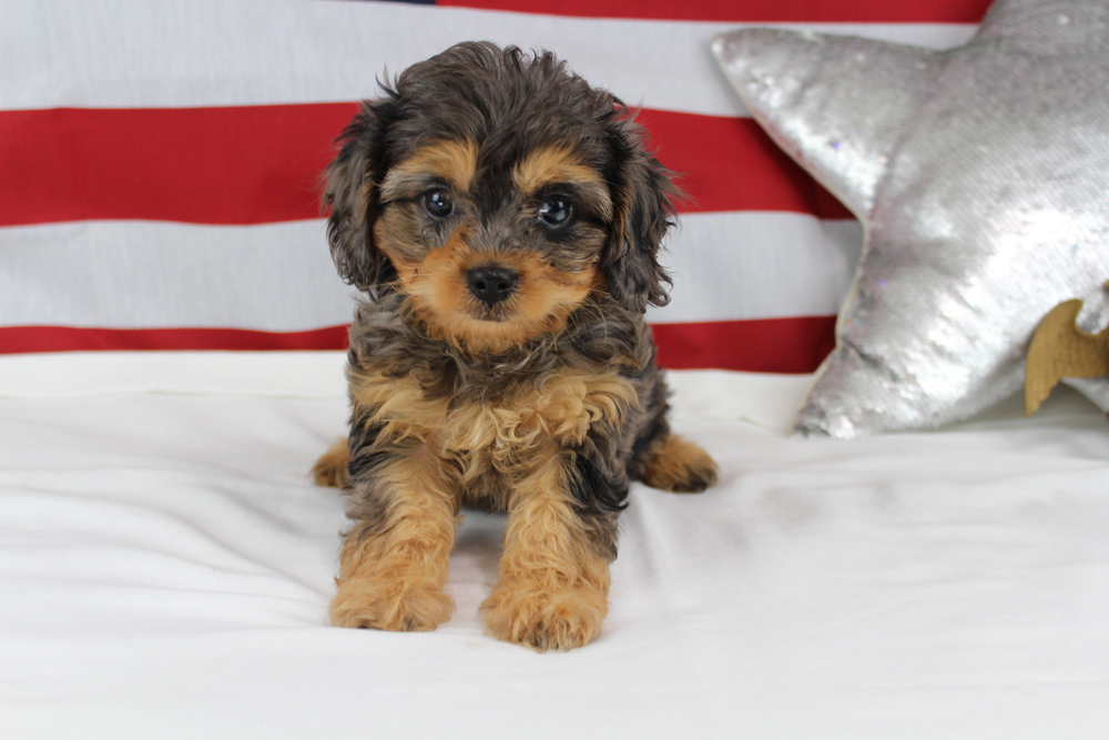 Best Designer Cavapoo Puppies for Sale | Blue Diamond Pups