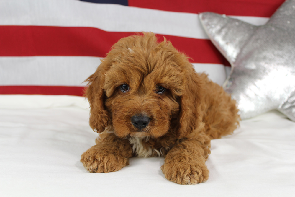 Best Designer Cavapoo Puppies for Sale | Blue Diamond Pups