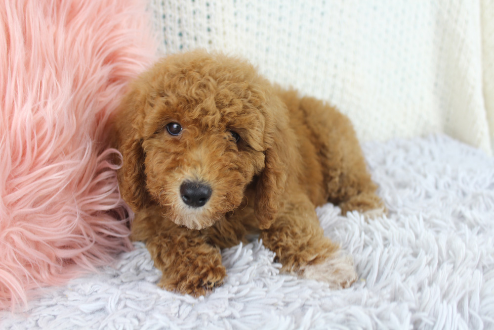 Best Designer Mini Goldendoodle Puppies for sale! Blue Diamond