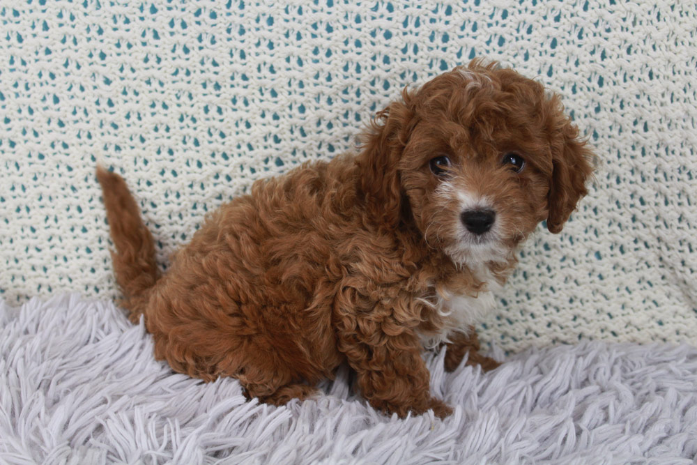 Cindy - Blue Diamond Family Pups