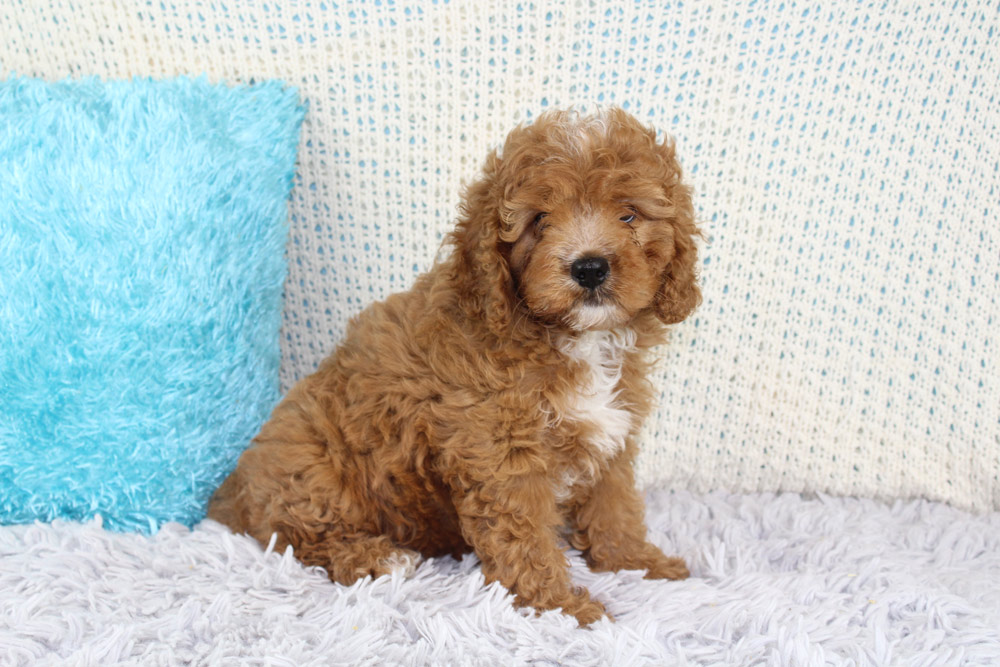 Corbin - Blue Diamond Family Pups