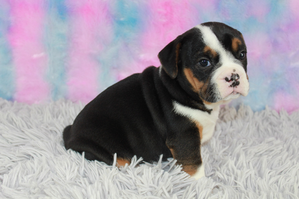 Crystal - Blue Diamond Family Pups