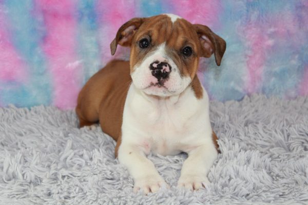 Best Rare Colored Beabull Puppies from Blue Diamonds Pups