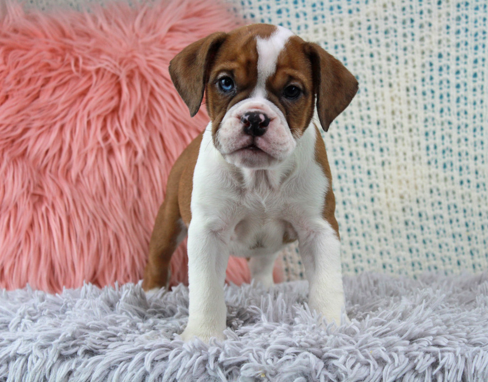 Mercy - Blue Diamond Family Pups