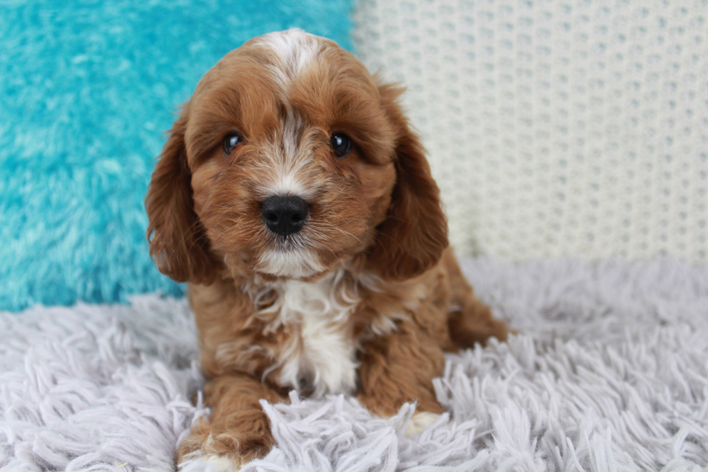 Best Designer Cavapoo Puppies for Sale | Blue Diamond Pups
