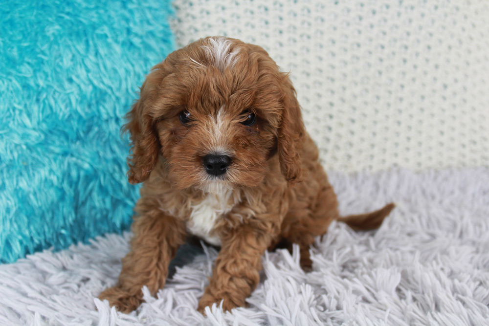 Best Designer Cavapoo Puppies for Sale | Blue Diamond Pups