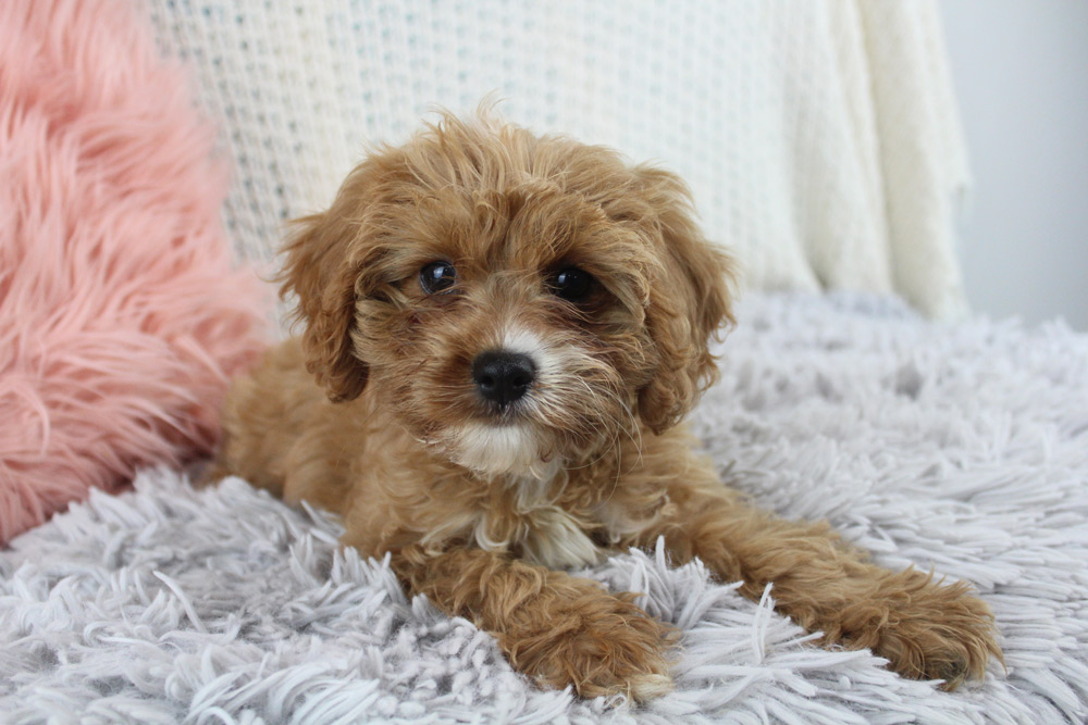 Best Designer Cavapoo Puppies for Sale | Blue Diamond Pups