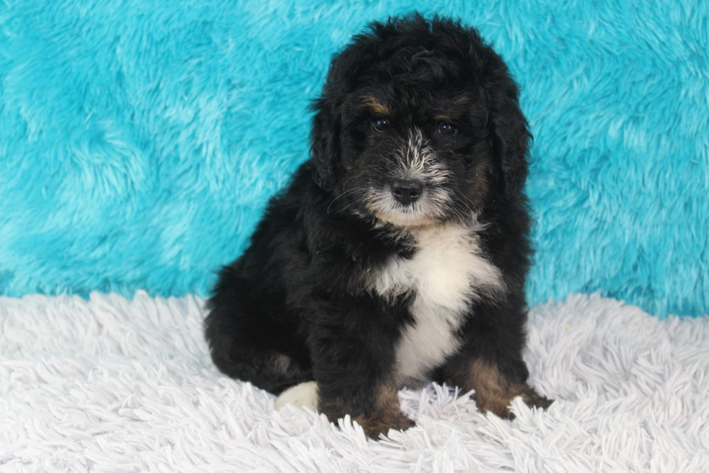 Clay - Blue Diamond Family Pups