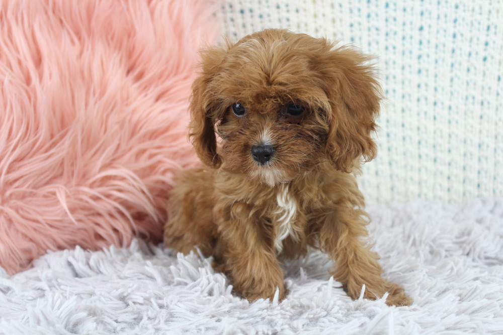 Best Designer Cavapoo Puppies for Sale | Blue Diamond Pups