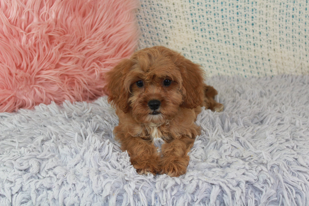 Best Designer Cavapoo Puppies for Sale | Blue Diamond Pups