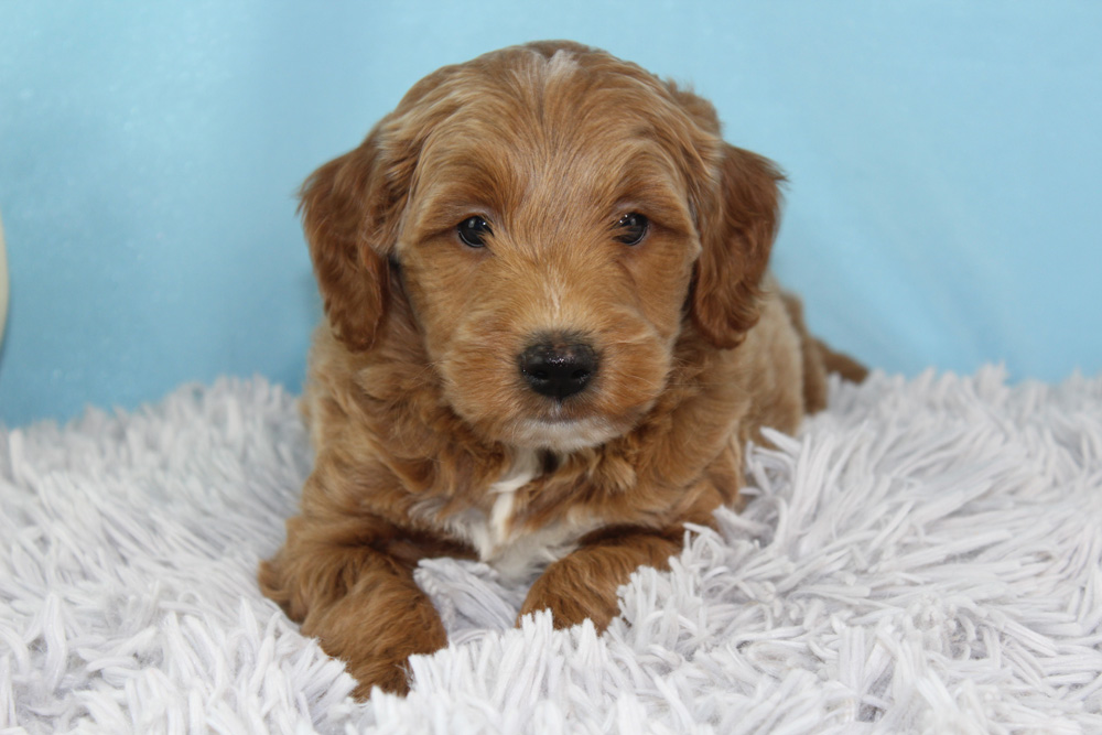 Copper - Blue Diamond Family Pups