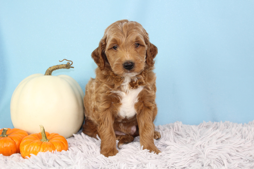 Copper - Blue Diamond Family Pups