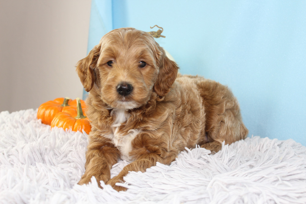 Copper - Blue Diamond Family Pups