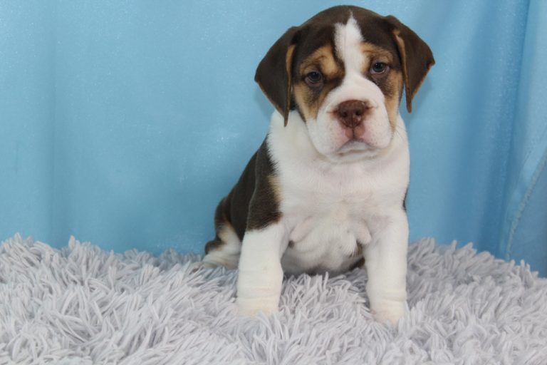 Best Rare Colored Beabull Puppies from Blue Diamonds Pups