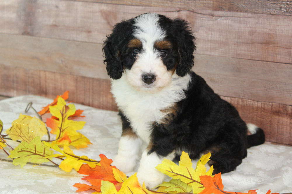 Miranda - Blue Diamond Family Pups