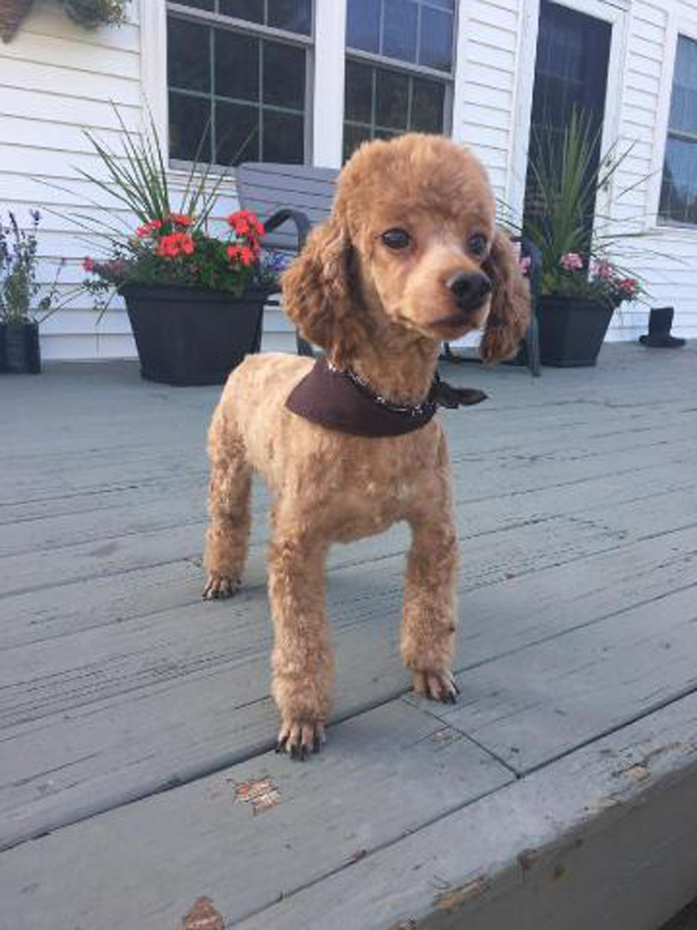 Hershey - Blue Diamond Family Pups