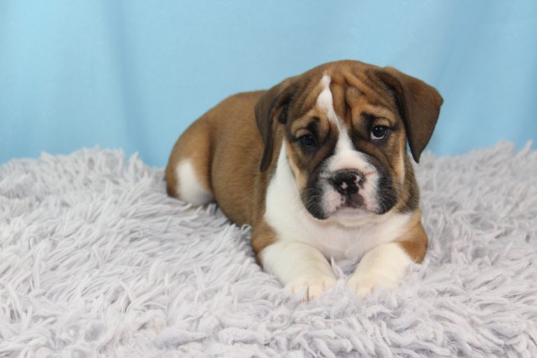 Best Rare Colored Beabull Puppies from Blue Diamonds Pups