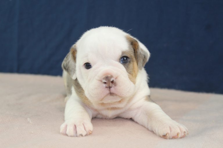 Best Rare Colored Beabull Puppies from Blue Diamonds Pups
