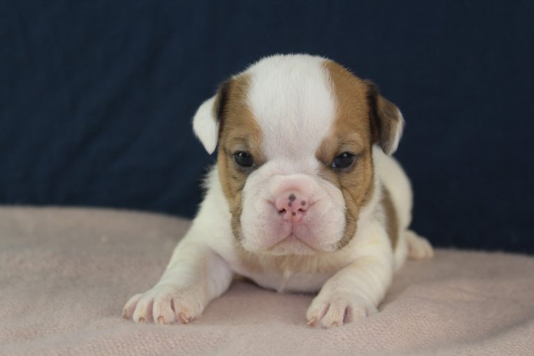 Best Rare Colored Beabull Puppies from Blue Diamonds Pups