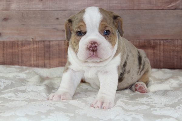 Best Rare Colored Beabull Puppies from Blue Diamonds Pups