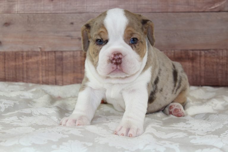 Best Rare Colored Beabull Puppies from Blue Diamonds Pups
